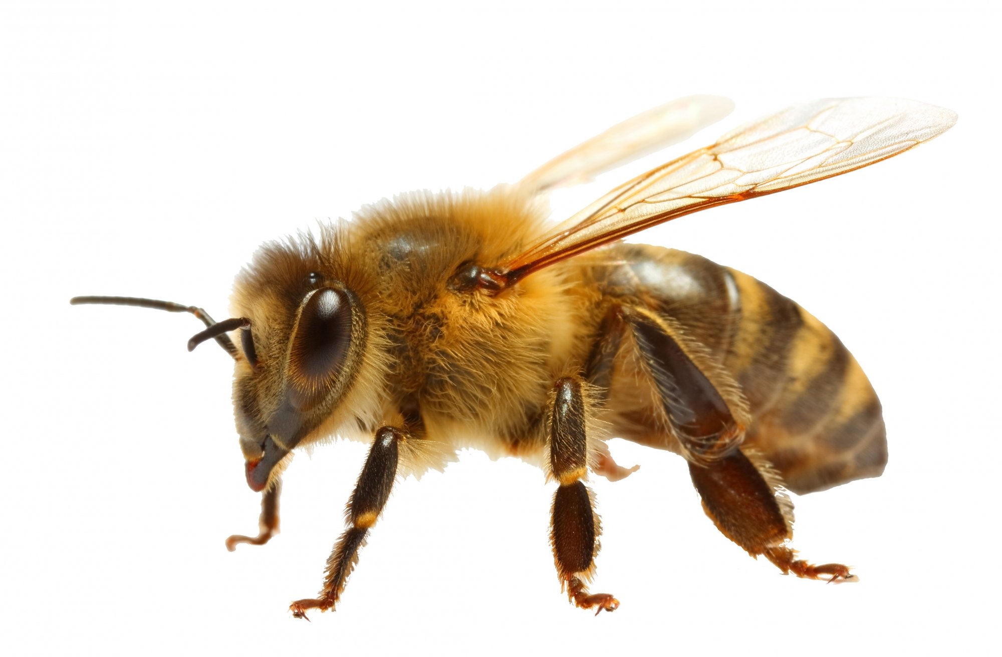 Les med Fabel! - Aschehoug univers