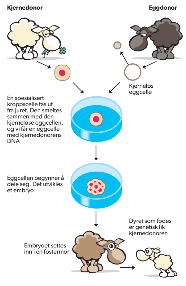 Kloning - Aschehoug univers