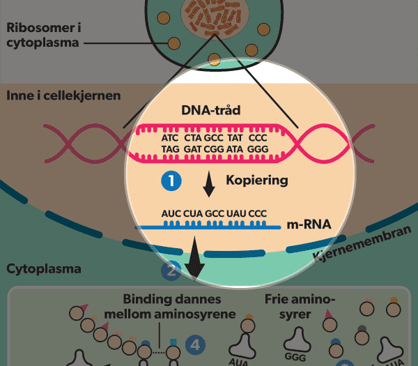 Transkripsjon – et gen blir kopiert til m-RNA - Aschehoug univers