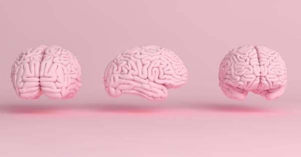 Hormoner fra hjernen og kjønnshormoner - Aschehoug univers