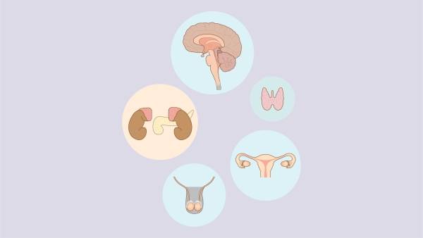 Hormonsystemet - Aschehoug univers