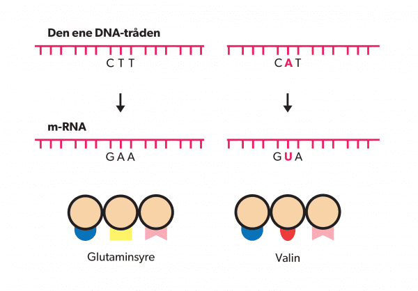 Mutasjoner – små og store endringer i DNA - Aschehoug univers