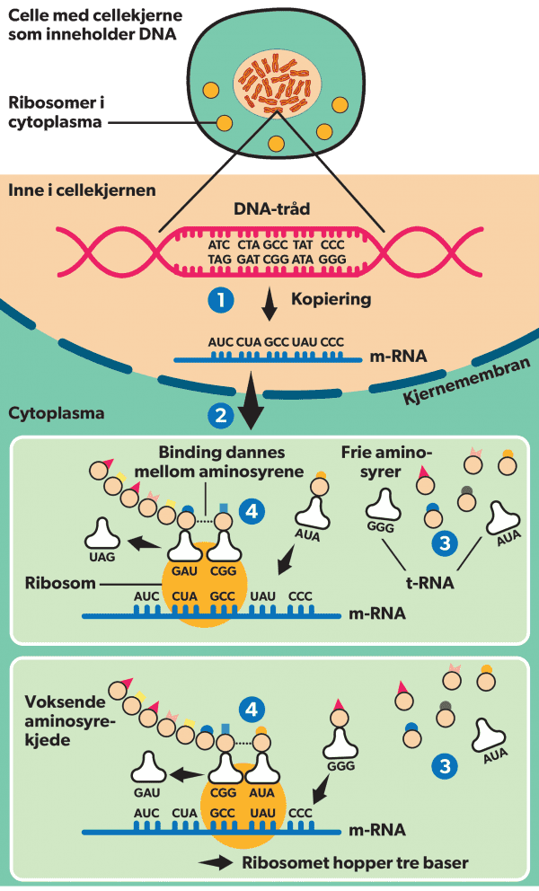 Proteinsyntesen - Aschehoug univers